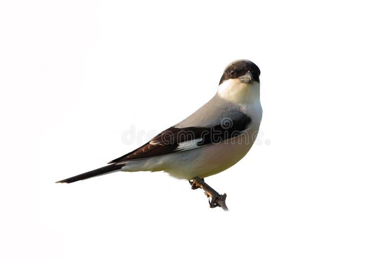 Lesser Grey Shrike (Lanius Minor). Stock Photo - Image of birdwatching ...