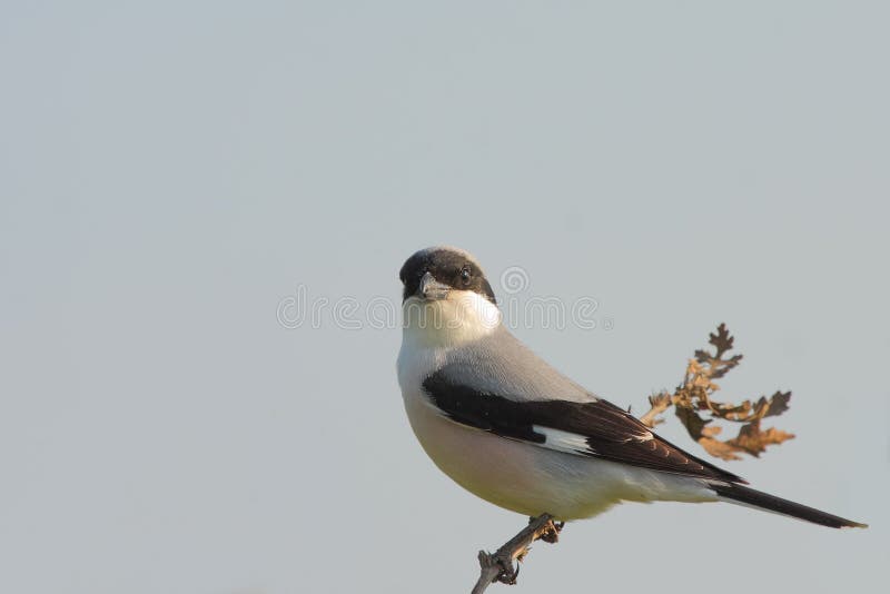 Lesser Grey Shrike (Lanius Minor). Stock Image - Image of plumage ...