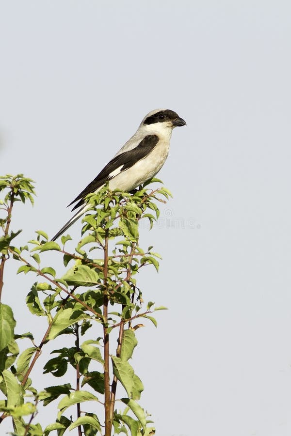 Lesser Grey Shrike / Lanius Minor Stock Photo - Image of bird, color ...