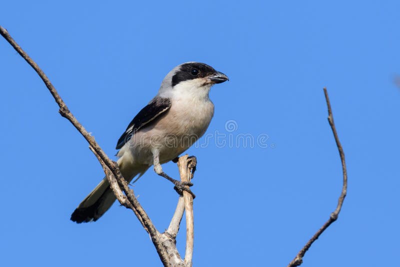 Lesser Grey Shrike, Lanius Minor. in the Wild Stock Photo - Image of ...