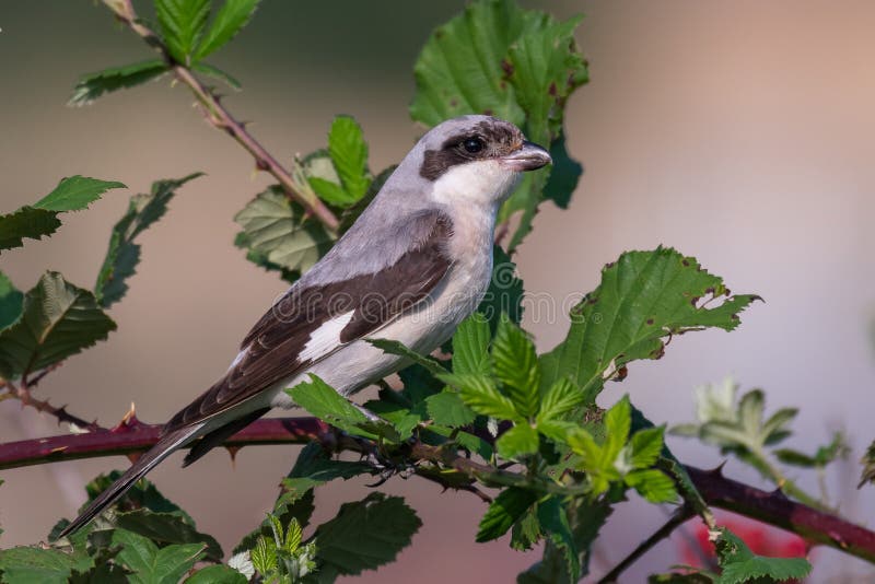Lesser Grey Shrike, Lanius Minor. in the Wild Stock Image - Image of ...