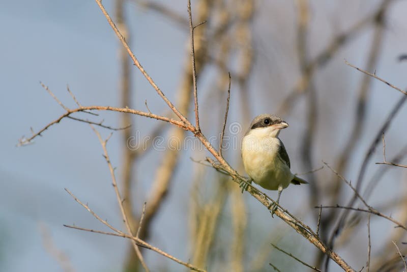 Lesser Grey Shrike, Lanius Minor. in the Wild Stock Photo - Image of ...