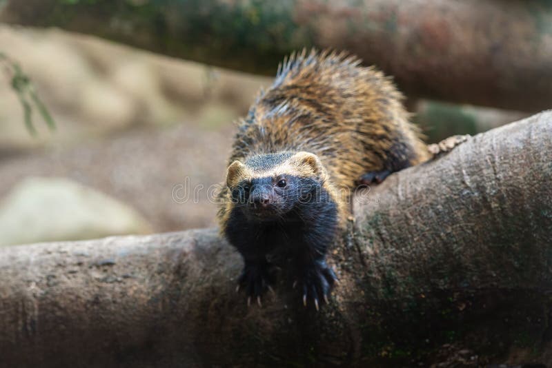 Lesser Grison Stock Photos - Free & Royalty-Free Stock Photos from ...