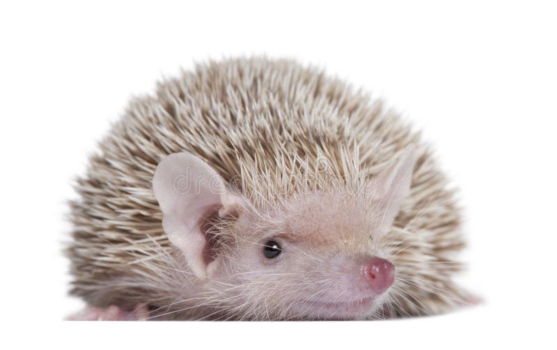 Lesser Hedgehog Tenrec - Echinops Telfairi Stock Photo - Image: 9332610