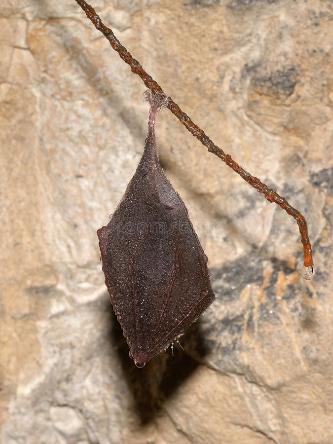 Lesser Horseshoe Bat immagine stock. Immagine di nave - 84116653