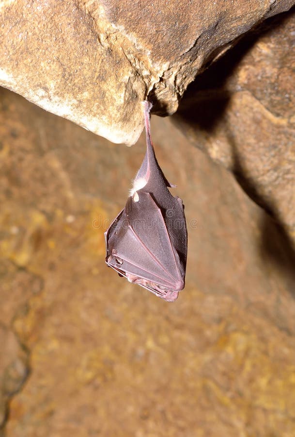 Lesser Horseshoe Bat (hipposideros De Rhinolophus) Foto de archivo ...