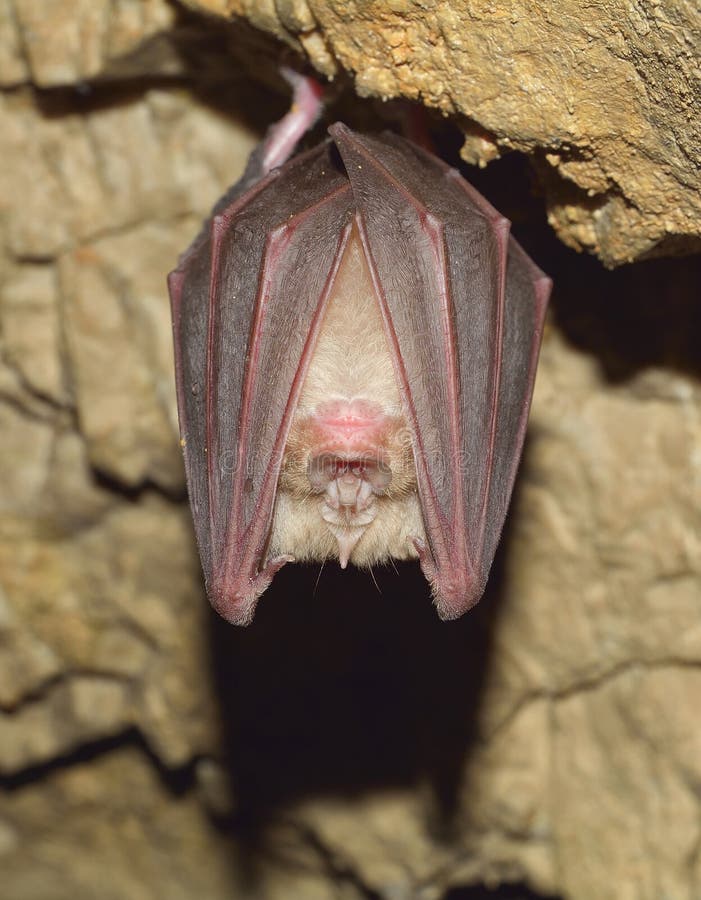 Lesser Horseshoe Bat (hipposideros Di Rhinolophus) Fotografia Stock ...