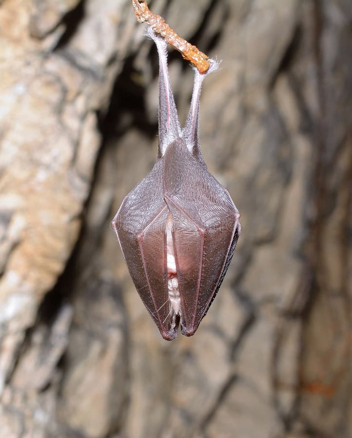 Lesser Horseshoe Bat (Rhinolophus Hipposideros) Stock Photo - Image of ...