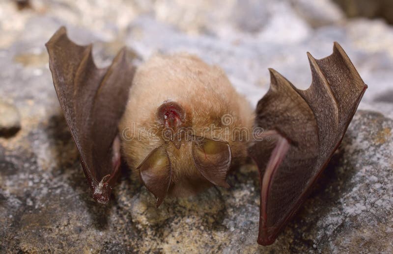 Lesser Horseshoe Bat (Rhinolophus Hipposideros) Stock Image - Image of ...