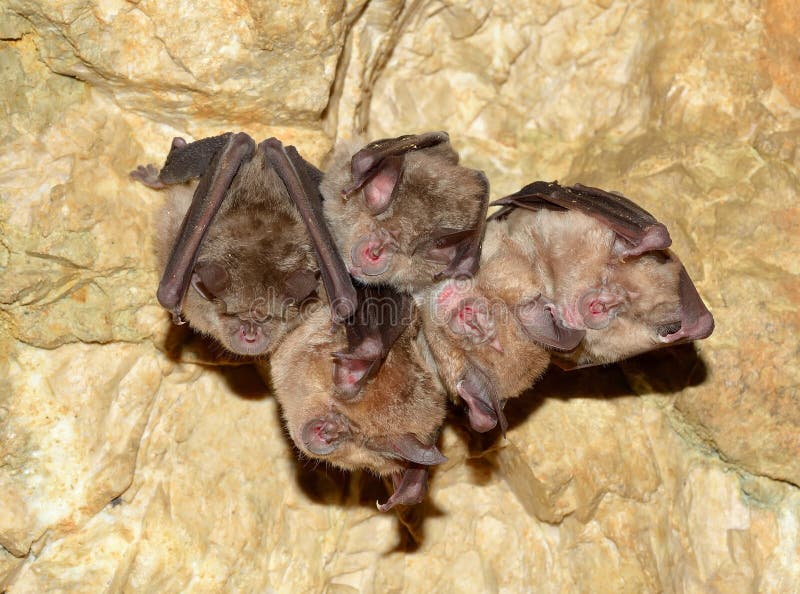 Lesser Horseshoe Bat (Rhinolophus Hipposideros) Stock Image - Image of ...