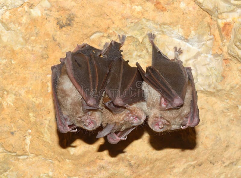 Lesser Horseshoe Bat (Rhinolophus Hipposideros) Stock Photo - Image of ...