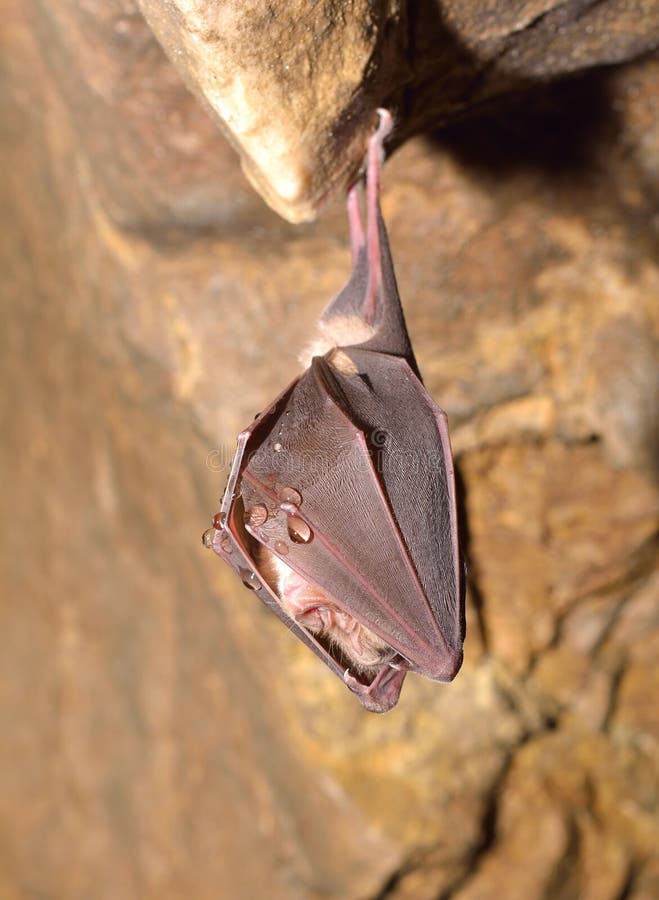 Lesser Horseshoe Bat (Rhinolophus Hipposideros) Stock Photo - Image of ...