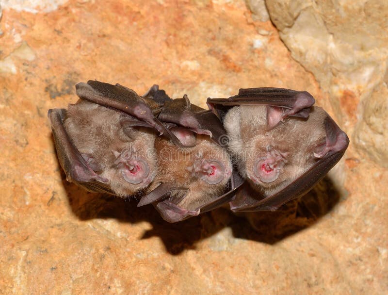 Lesser Horseshoe Bat Rhinolophus Hipposideros Stock Image - Image of ...