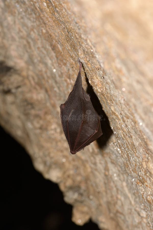 Lesser Horseshoe Bat Rhinolophus Hipposideros in the Cave Stock Image ...