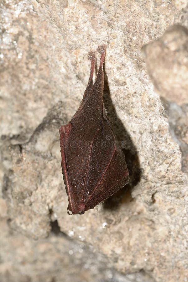 Lesser Horseshoe Bat Rhinolophus Hipposideros in the Cave Stock Image ...