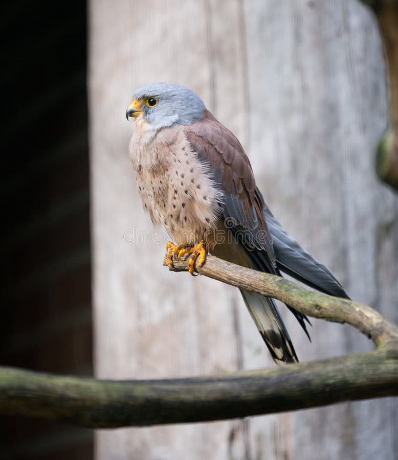 Lesser kestrel stock image. Image of spain, bird, urban - 34983387