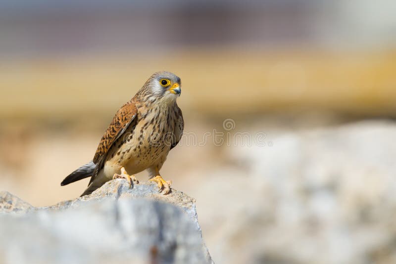Female Lesser Kestrel Perched Stock Photo - Image of hawk, beak: 128271688