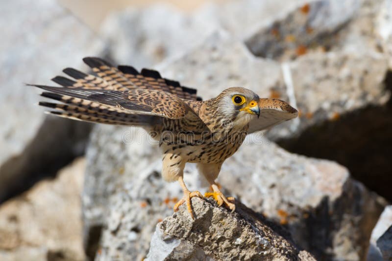 Lesser Kestrel female stock photo. Image of food, bird - 40669088