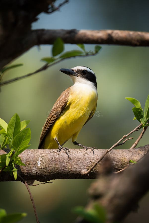 Lesser Kiskadee Perched on Branch Turning Head Stock Photo - Image of ...
