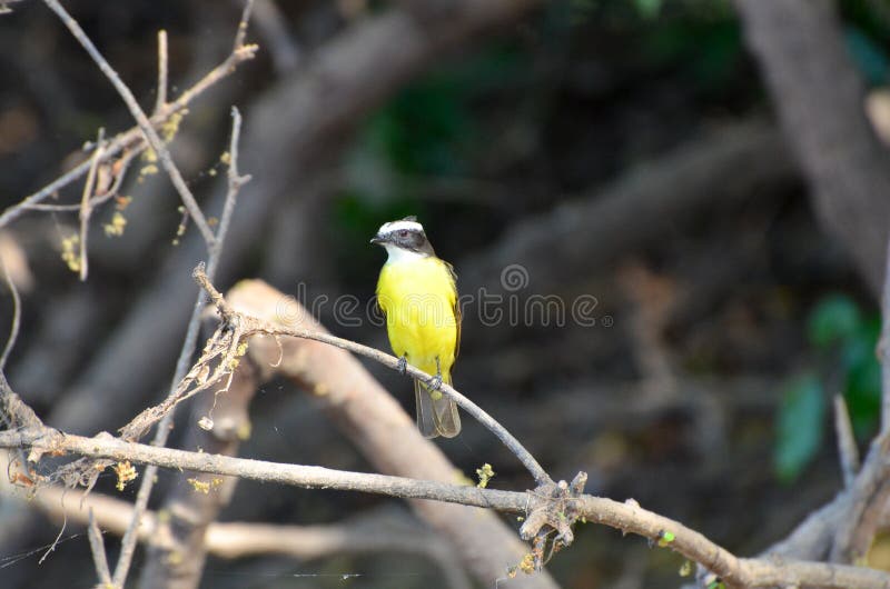 Lesser Kiskadee Sitting on a Branch Stock Photo - Image of kiskadee ...