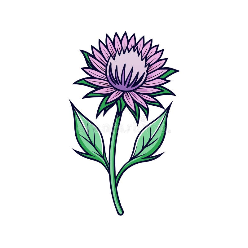 Lesser Knapweed Flower Illustration with Bold Outline Stock Image ...