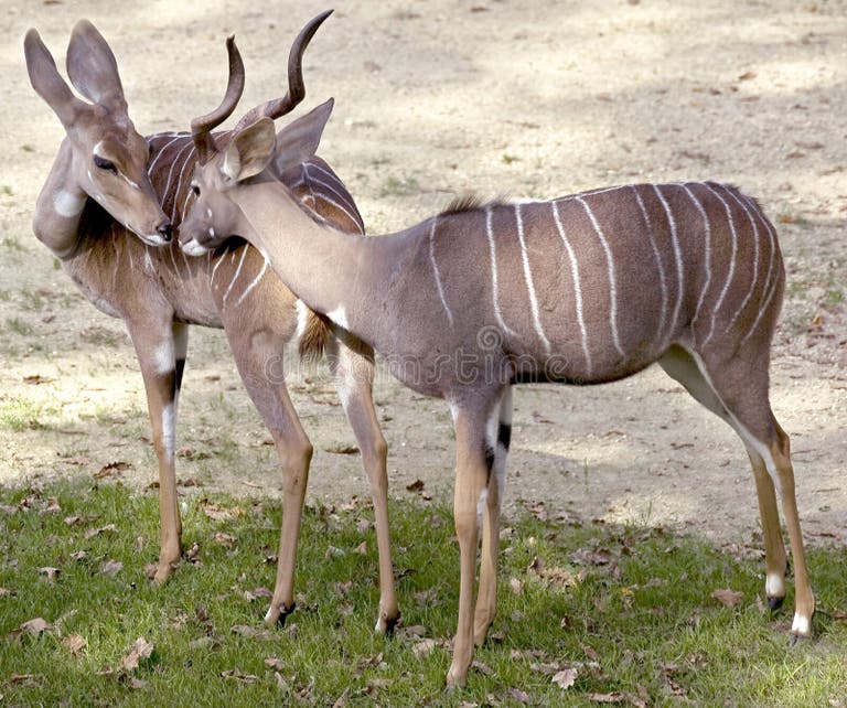 212 Lesser Kudu Stock Photos - Free & Royalty-Free Stock Photos from ...