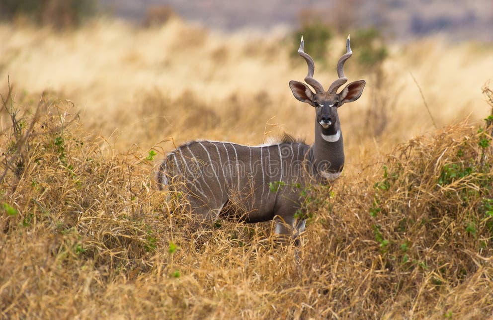 A Lesser Kudu stock photo. Image of adult, alert, hair - 16608710