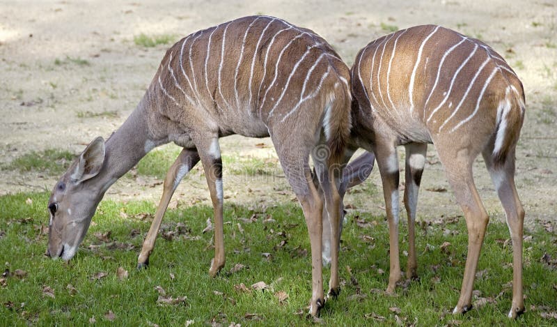 Lesser Kudu 1 stock image. Image of africa, couple, pasture - 21468677