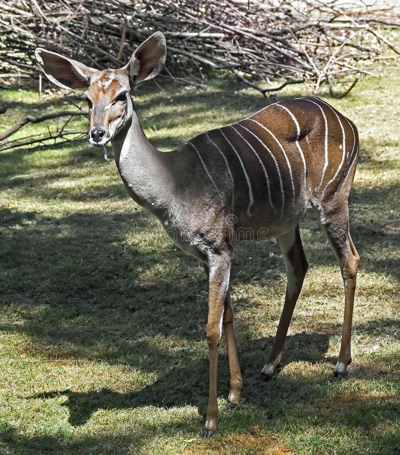 Lesser kudu 5 stock photo. Image of brown, nature, ecology - 42793620