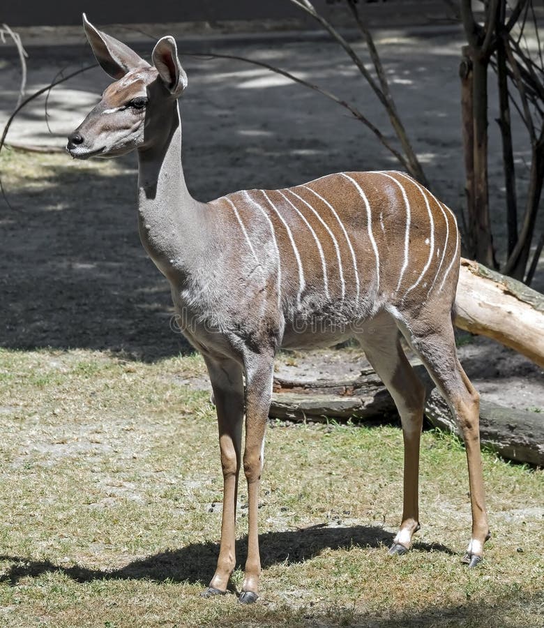 Lesser Kudu 2 stock image. Image of animal, pasture, tropical - 21916161