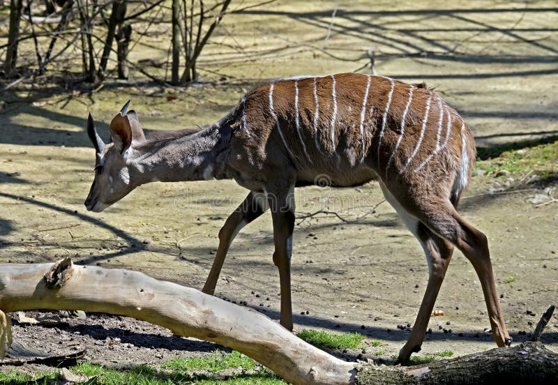 Lesser Kudu 1 stock image. Image of africa, couple, pasture - 21468677