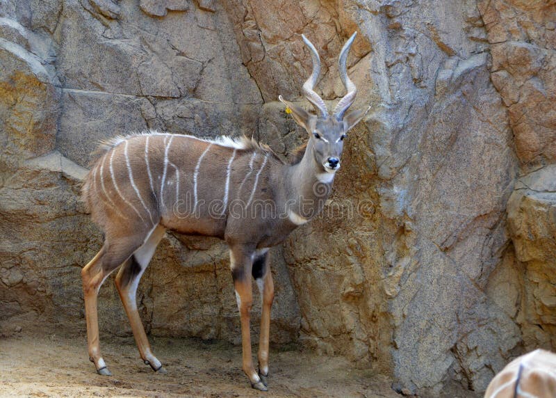 Lesser Kudu stock photo. Image of mammal, vacation, wild - 73880068