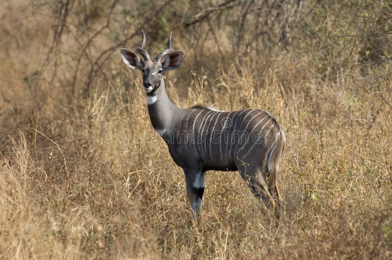 A Lesser Kudu stock photo. Image of antelope, animal - 16608710