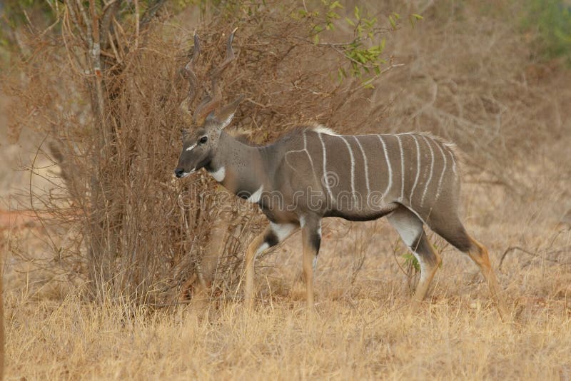 Kleiner Kudu Lesser Kudu Facts, Diet, Habitat & Pictures On