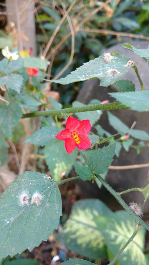 Lesser Mallow stock image. Image of texture, bloom, flora - 98793495