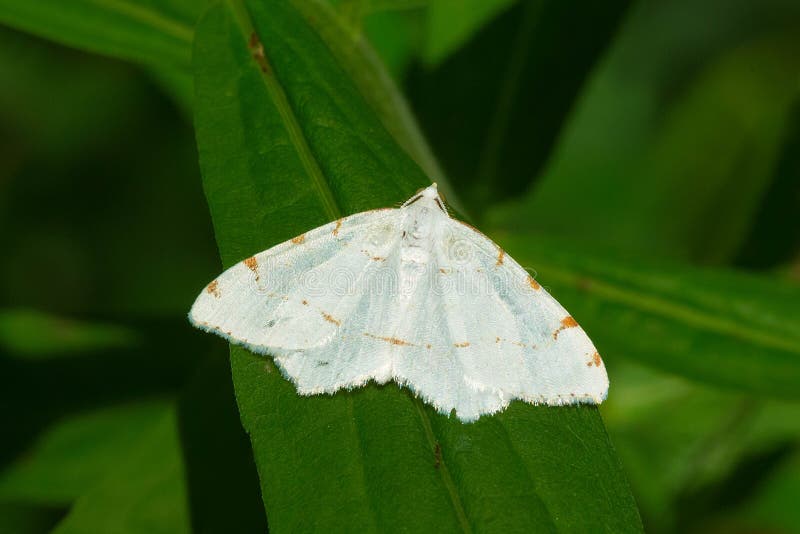 Lesser Maple Spanworm Moth - Speranza Pustularia Stock Image - Image of ...