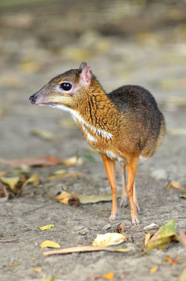 Lesser mouse deer stock photo. Image of mouse, deer, outdoor - 38405174
