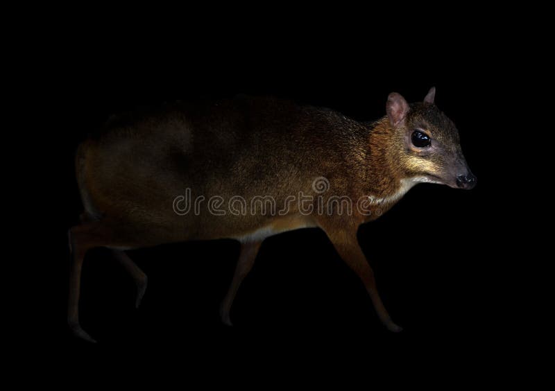Lesser Mouse Deer in the Dark Stock Image - Image of fresh, wild: 84168549