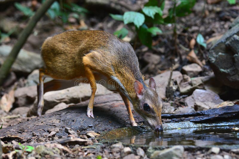 Lesser Mouse Deer stock image. Image of exotic, wildlife - 33407473