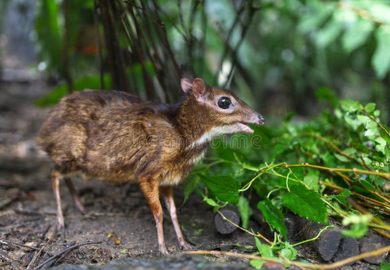 Mouse deer stock photo. Image of lesser, mammal, thicket - 60203026