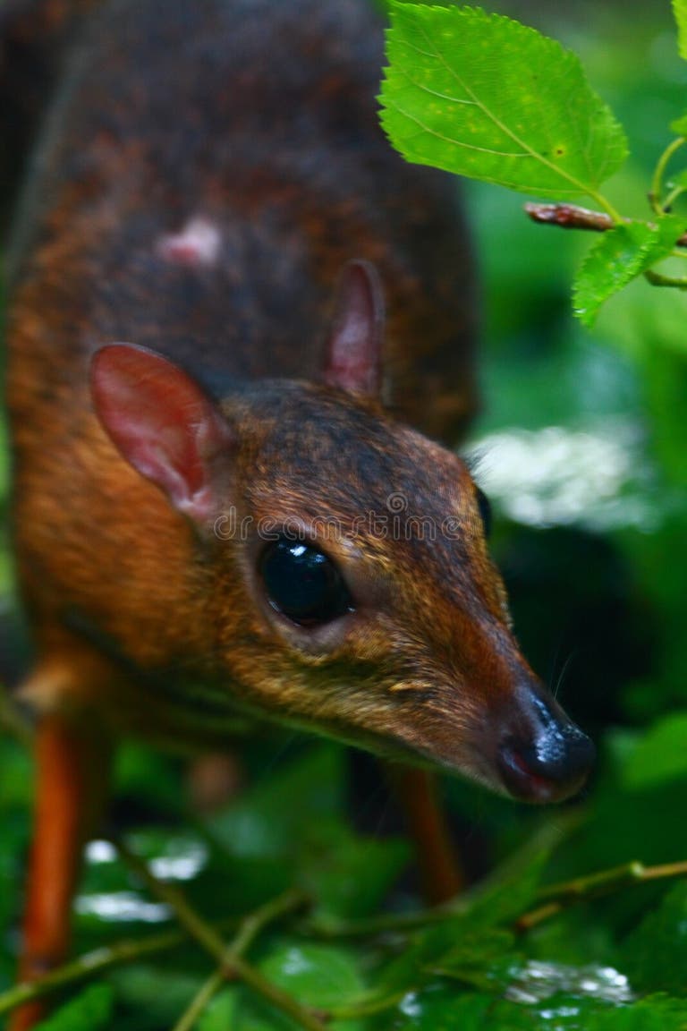 1,456 Mouse Deer Stock Photos - Free & Royalty-Free Stock Photos from ...