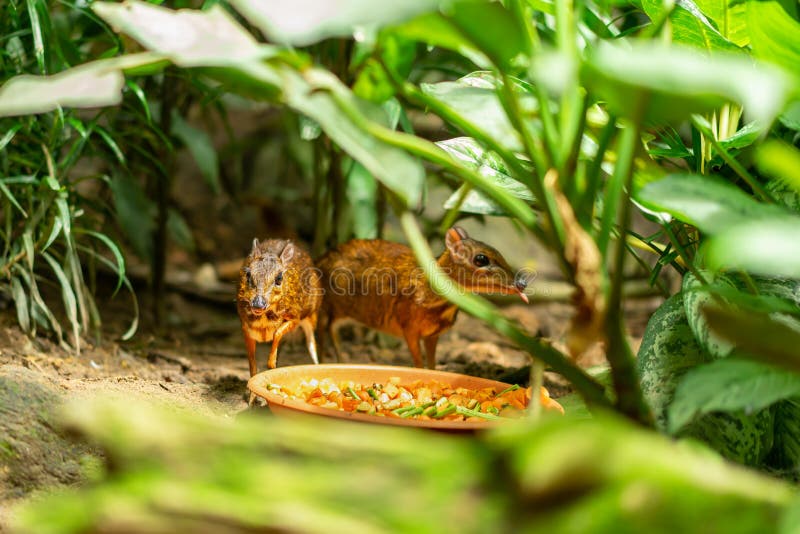 Tragulus kanchil stock photo. Image of brown, nature - 251359954