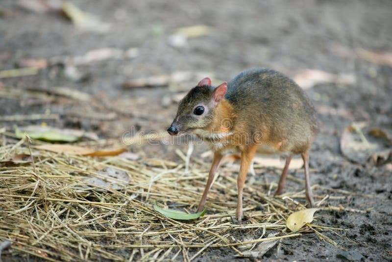 Lesser mouse deer stock photo. Image of safari, alert - 38405208