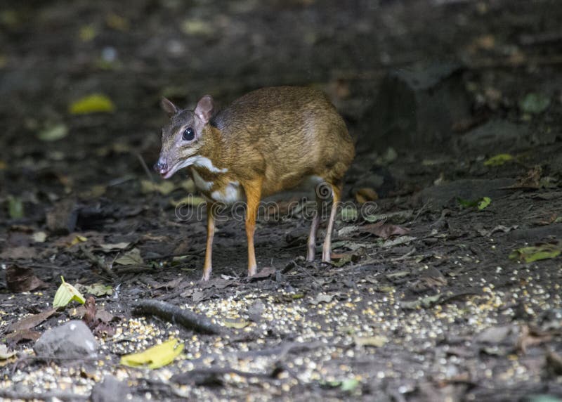 Lesser Mouse Deer stock photo. Image of mammal, newborn - 48228580