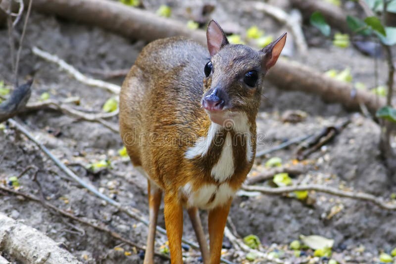 Lesser Mouse Deer