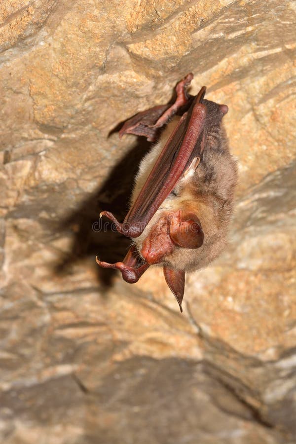 Lesser Mouse-eared Bat Myotis Blythii. Stock Photo - Image of ...