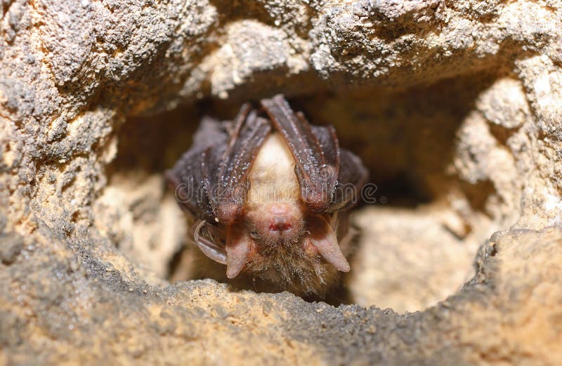 Lesser Mouse-eared Bat (Myotis Blythii) Stock Photo - Image of biology ...