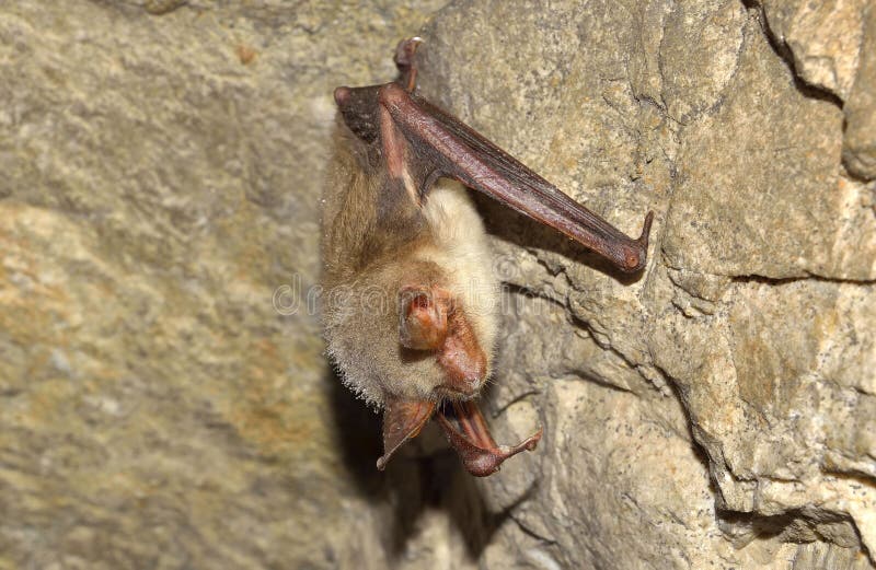 Lesser Mouse-eared Bat (Myotis Blythii) Stock Image - Image of deep ...