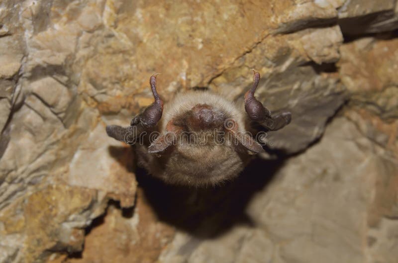 Lesser Mouse-eared Bat (Myotis Myotis) Stock Image - Image of ...