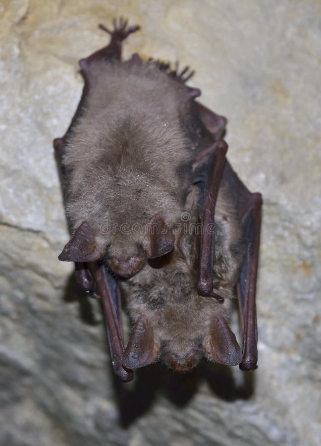 Lesser Mouse-eared Bat (Myotis Blythii) Stock Photo - Image of cave ...